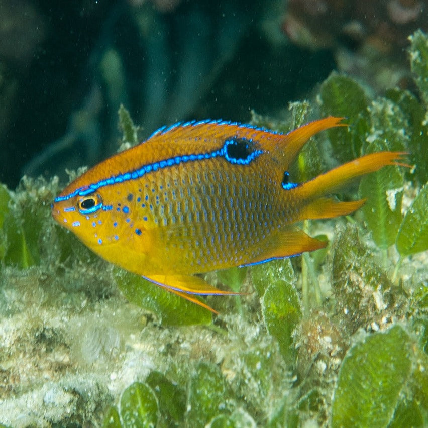 Buy Corals fish online | Aquarium fishes| Saltwater fish for sale ...