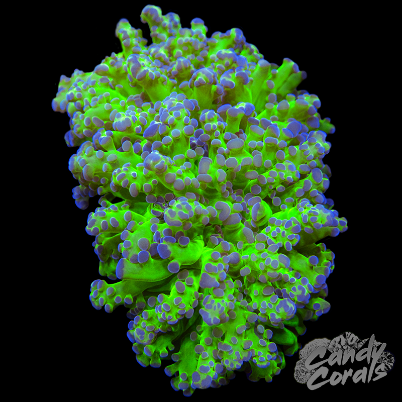 Hulk Octospawn WYSIWYG 1 – Candy Corals