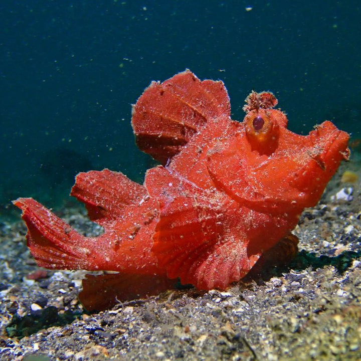 Misc Fish – Candy Corals