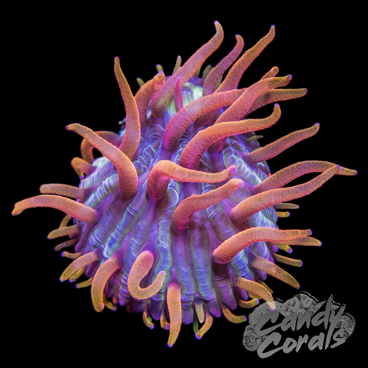 Plate – Candy Corals