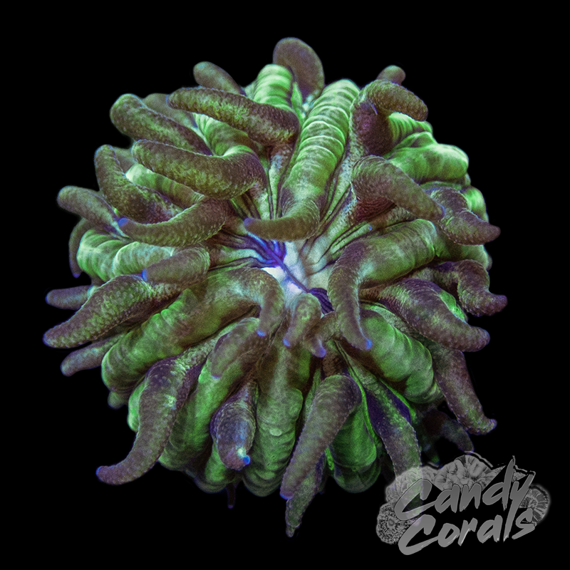 Plate – Candy Corals