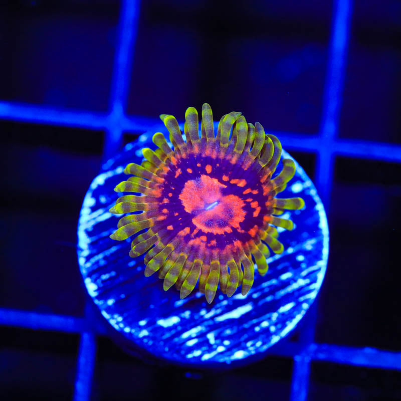 Marvin the Martian Zoa Per Polyp Z6 – Candy Corals