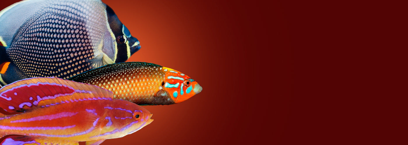 Best Reef Store In Canada | Corals Fishes For Sale At Candy Corals