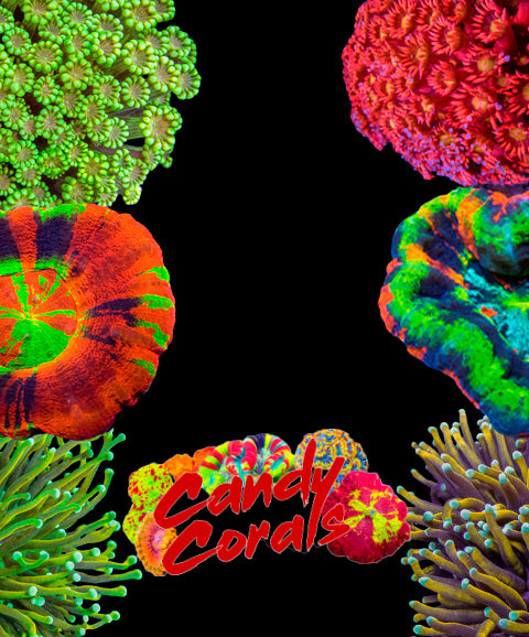 Best Reef Store In Canada | Corals Fishes For Sale At Candy Corals
