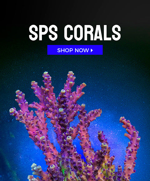 Best Reef Store In Canada | Corals Fishes For Sale At Candy Corals