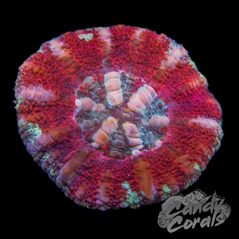 Scolymia – Page 2 – Candy Corals