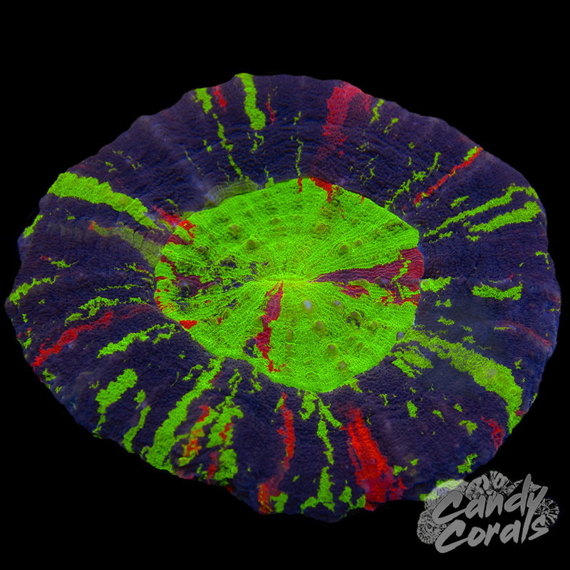 Master Scoly WYSIWYG 39 – Candy Corals