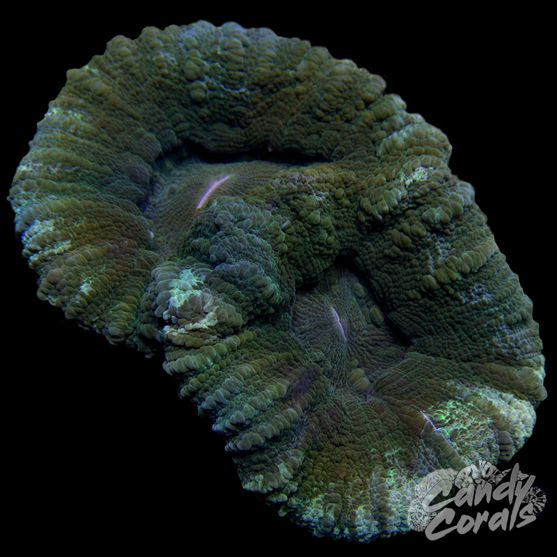 Double Head Dark Green Scoly WYSIWYG 1 – Candy Corals