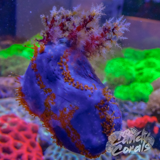 Inverts – Page 6 – Candy Corals