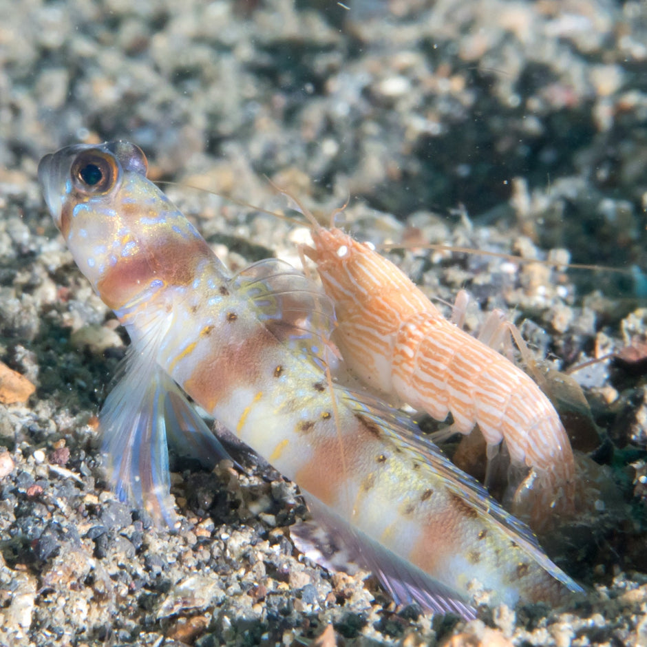 Buy Corals fish online | Aquarium fishes| Saltwater fish for sale ...