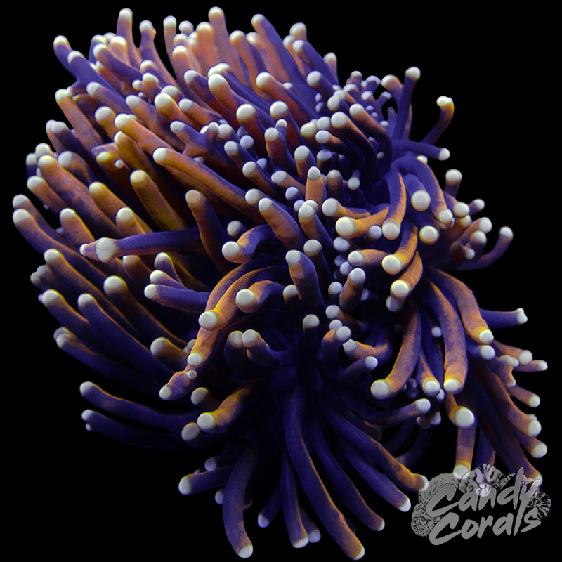 Ultra Gold Pink Tipped Torch – Candy Corals