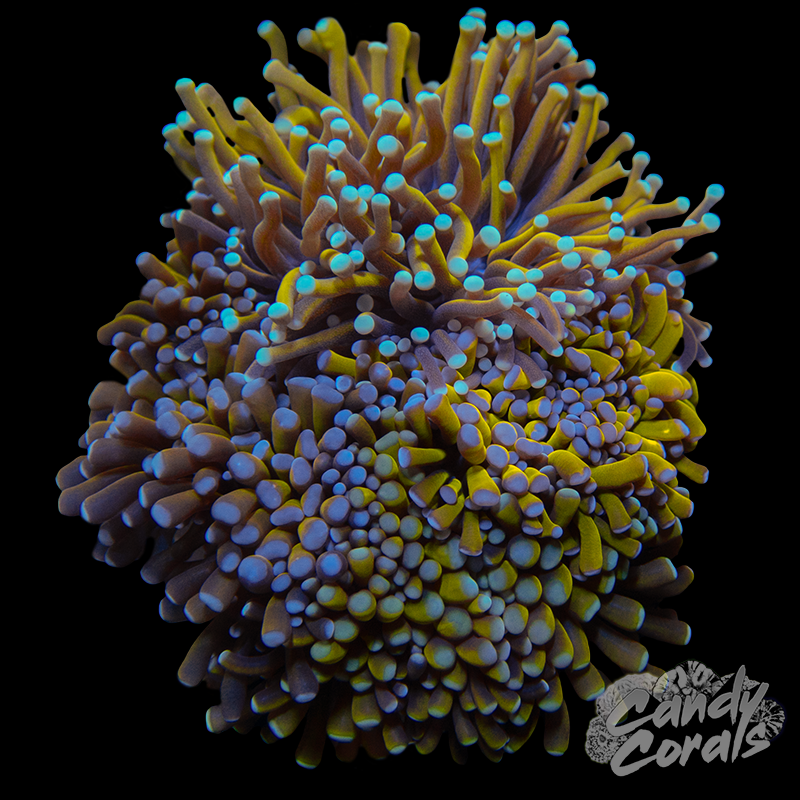 Golden Torch Garden WYSIWYG 2 – Candy Corals