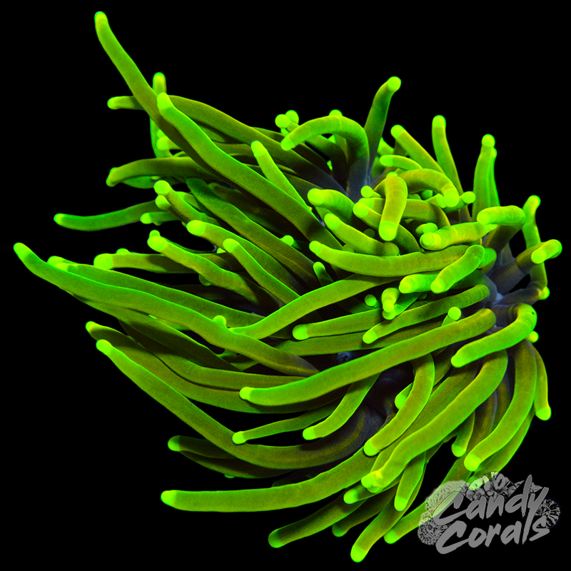 Candy Glow Torch – Candy Corals