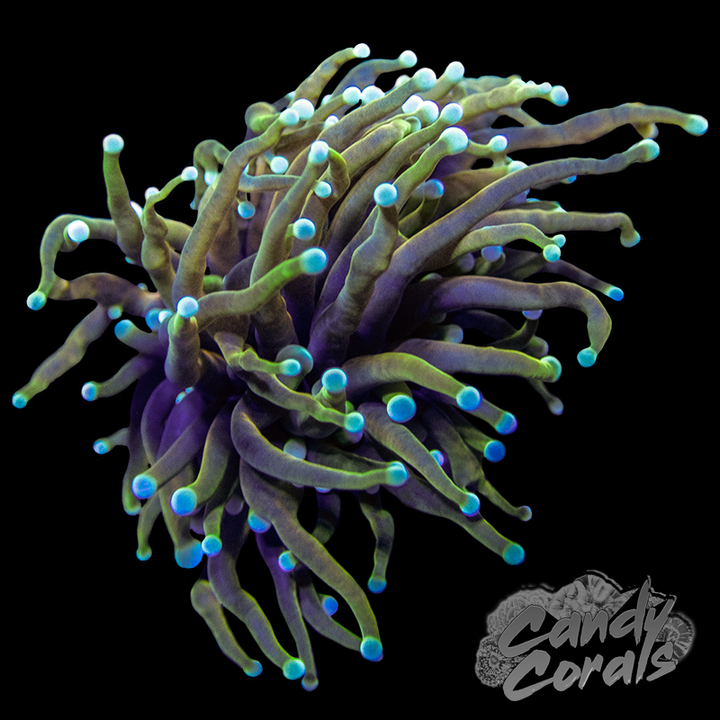 Torches – Candy Corals