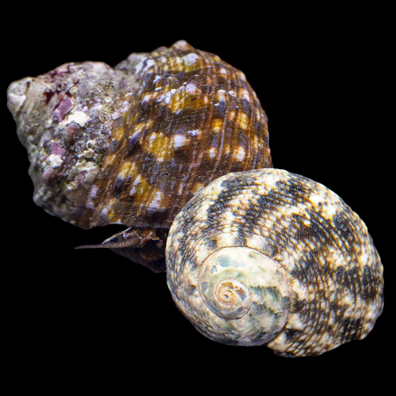 Turbo Snail – Candy Corals