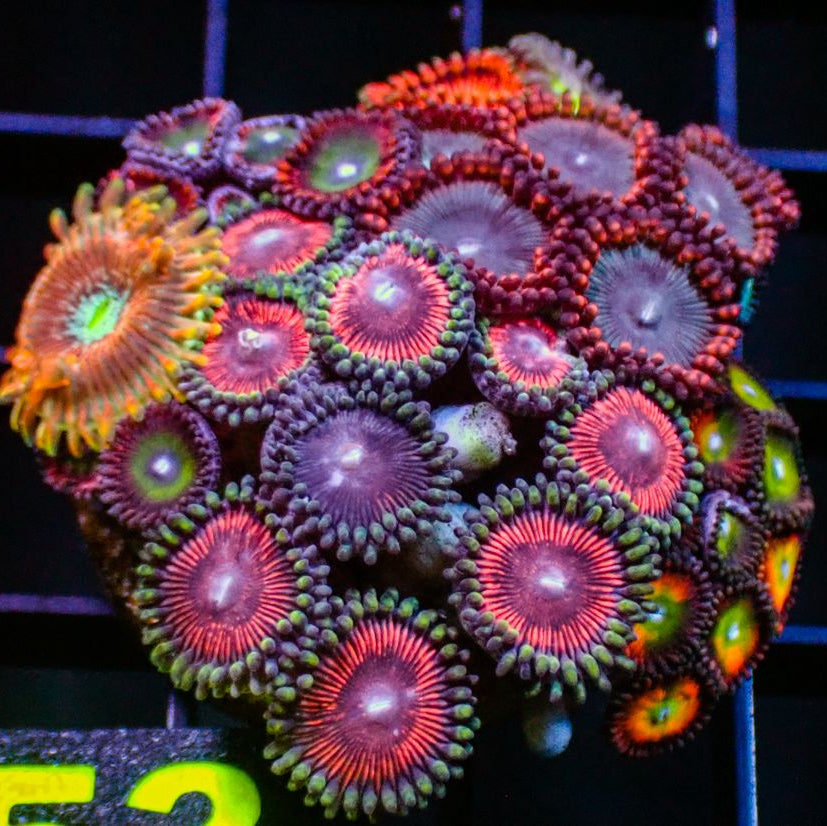 Zoanthid Garden Plate 12 – Candy Corals