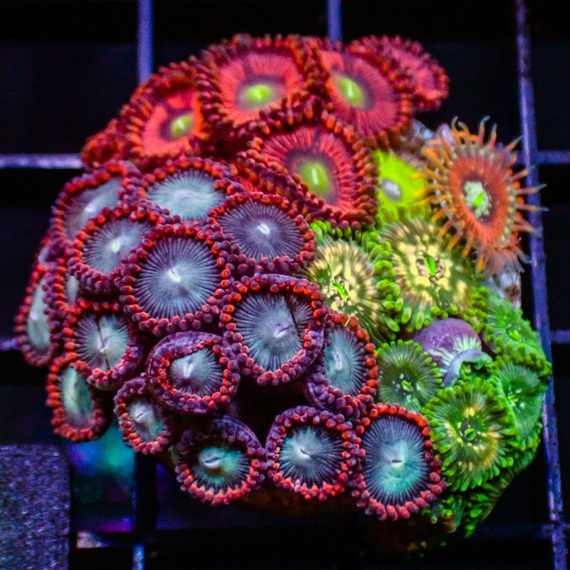 Zoanthid Garden Plate 13 – Candy Corals
