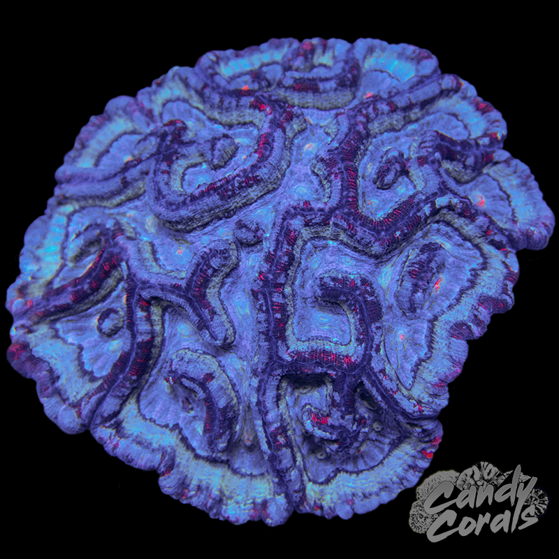 Ultra Rainbow Tropical Symphyllia Wilsoni WYSIWYG 37 – Candy Corals