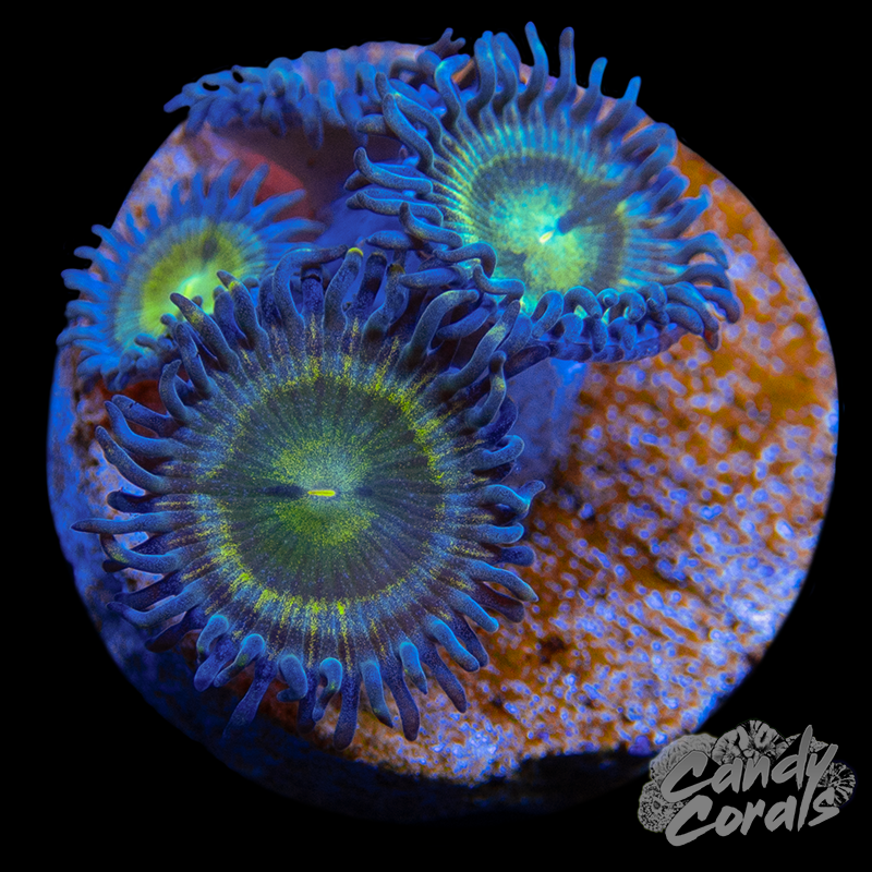 Moonlight Zoa Frag – Candy Corals
