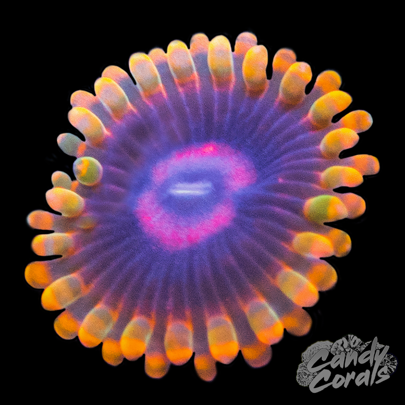 Jedi Mind Trick Zoanthid Per Polyp Z24 – Candy Corals