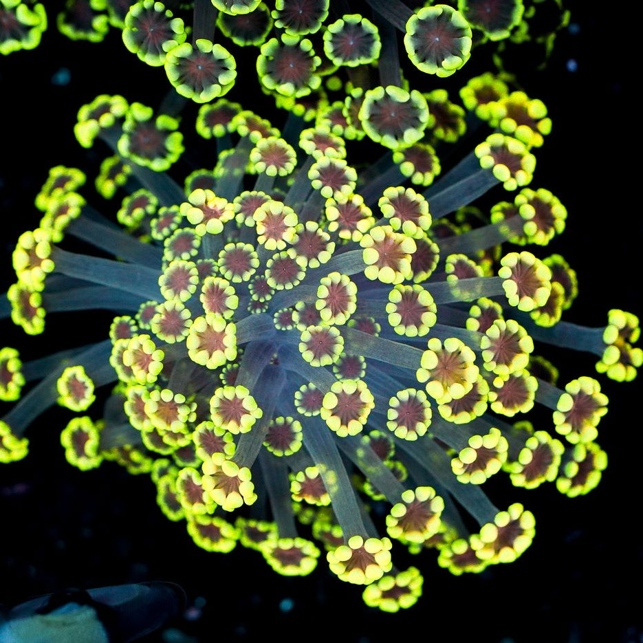Small Pink Center Yellow Alveopora Colony – Candy Corals