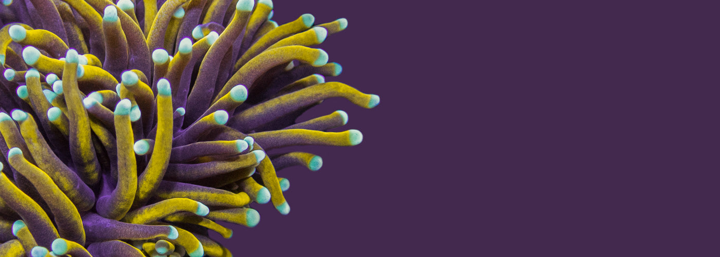 Best Reef Store In Canada | Corals Fishes For Sale At Candy Corals