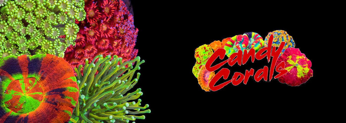 Best Reef Store In Canada | Corals Fishes For Sale At Candy Corals