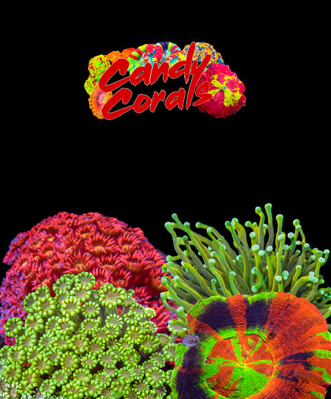 Best Reef Store In Canada | Corals Fishes For Sale At Candy Corals