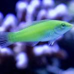 Green Coris Wrasse – Candy Corals