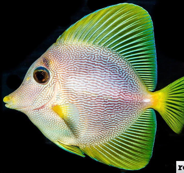 Captive Bred Yurple (Hybrid Purple/Yellow) Tang – Candy Corals