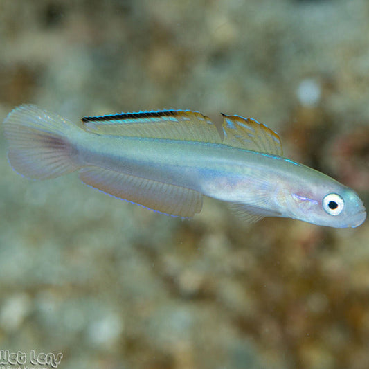 Buy Corals fish online | Aquarium fishes| Saltwater fish for sale ...