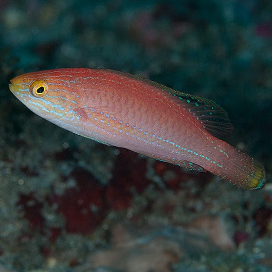 Buy Corals fish online | Aquarium fishes| Saltwater fish for sale ...