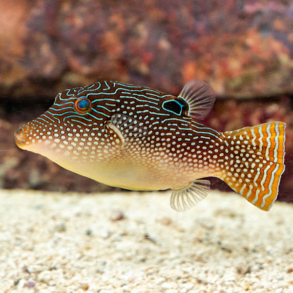 Pearl Toby Puffer – Candy Corals