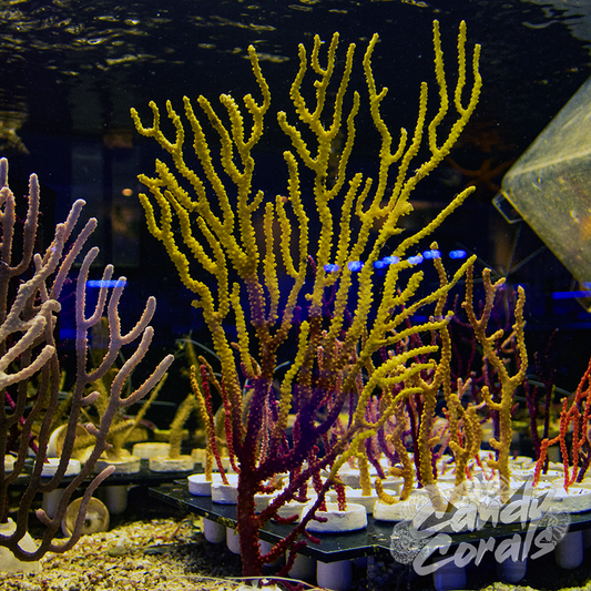 Gorgonian – Candy Corals