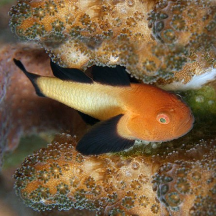 Goby – Page 2 – Candy Corals