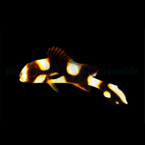 New Arrivals! – Candy Corals