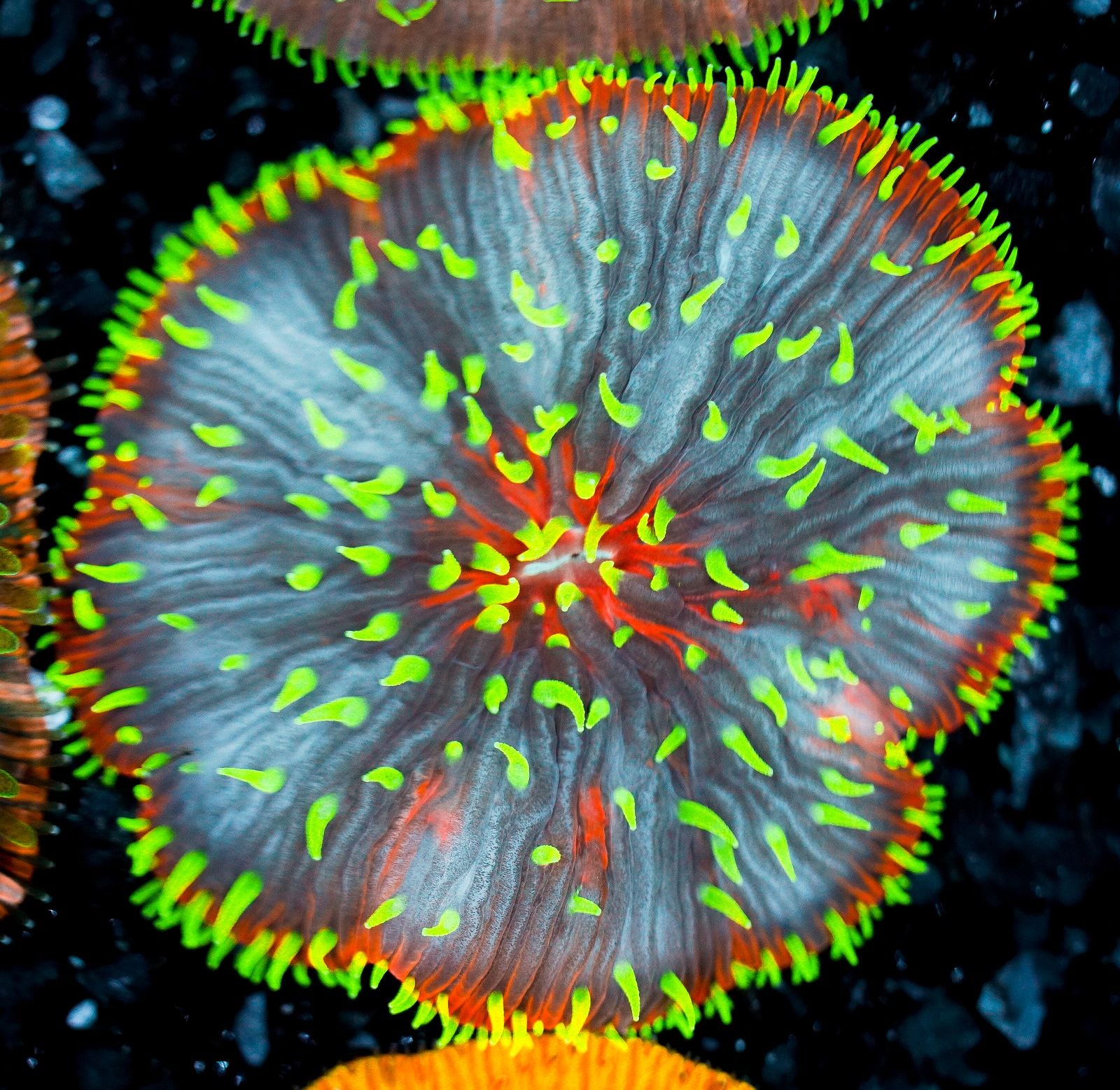 Rainbow Ultra Plate WYSIWYG 34 – Candy Corals