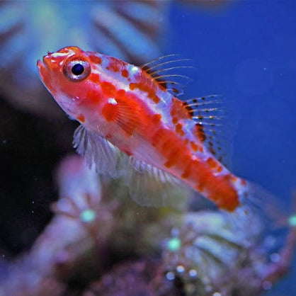 Specials – Page 5 – Candy Corals