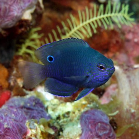 Buy Corals fish online | Aquarium fishes| Saltwater fish for sale ...