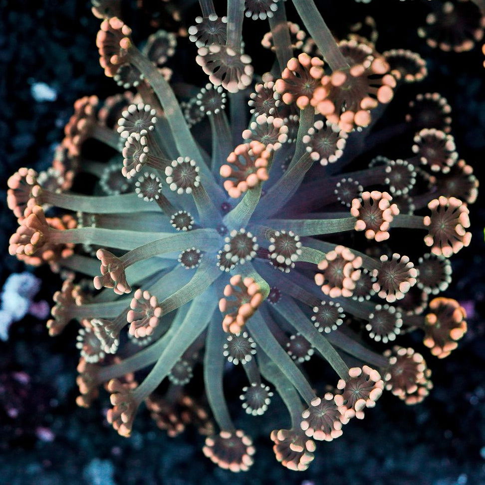 Small Pink Alveopora Colony – Candy Corals