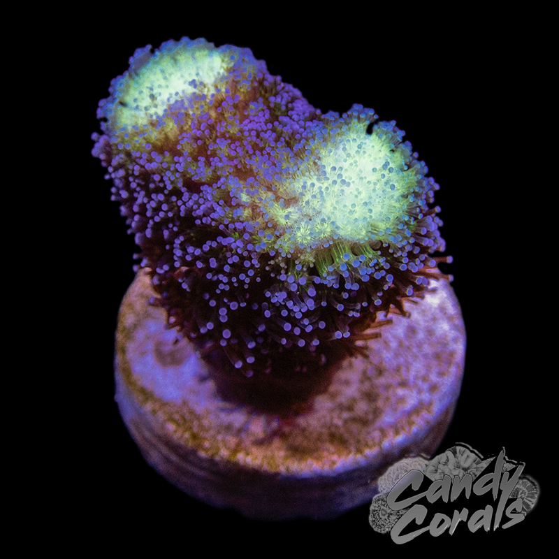 Afnan’s Picks – Candy Corals