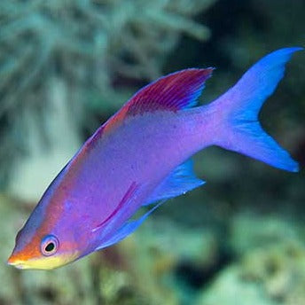 Anthias – Candy Corals