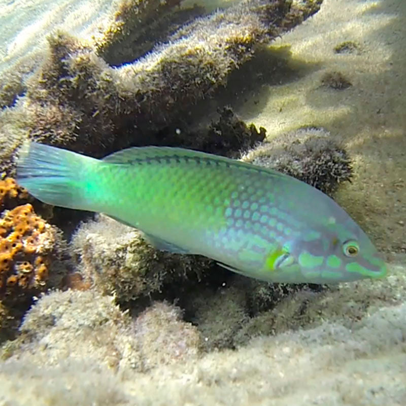 Wrasse – Candy Corals