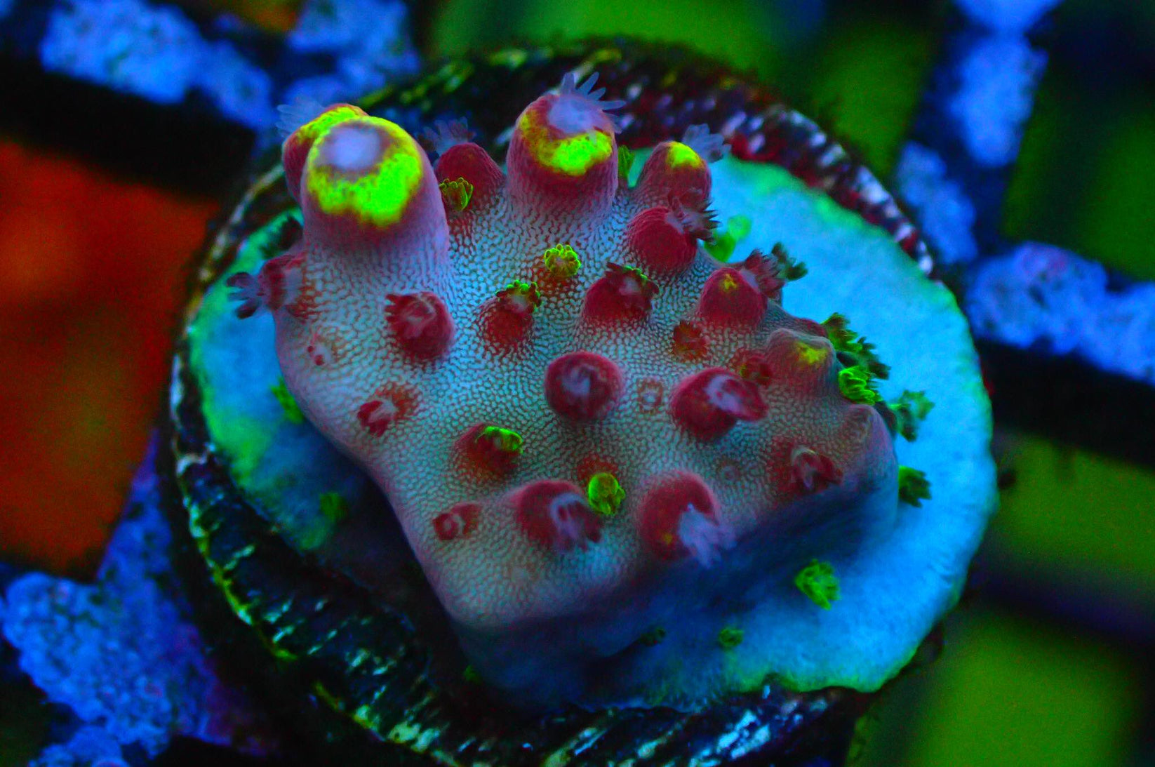 JF Fox Flame Acropora Sp. Frag A83 – Candy Corals