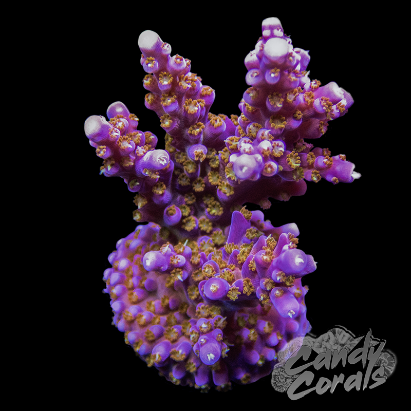 ARC Firework Acro Sp. Frag A22 – Candy Corals