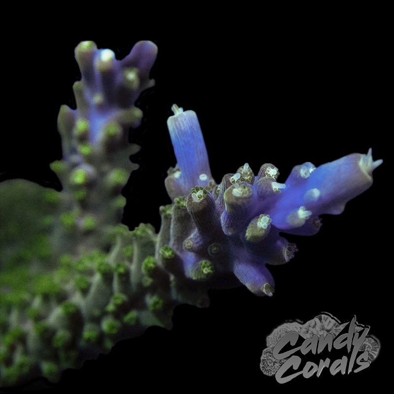 Tri-Color Acropora Valida Frag A95 – Candy Corals