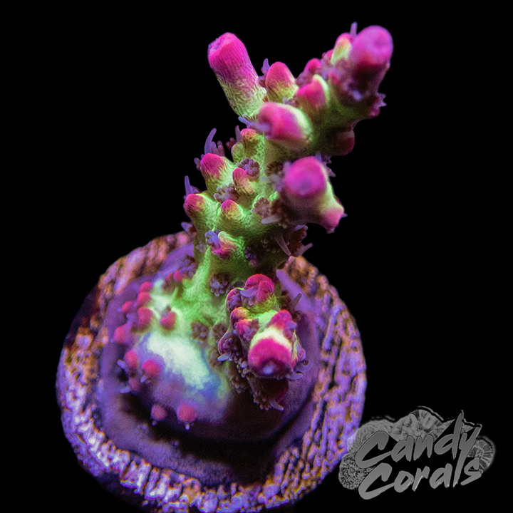 Acropora – Page 2 – Candy Corals