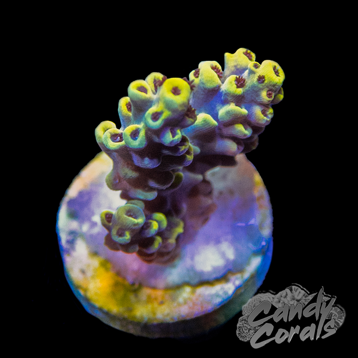 Acropora – Candy Corals