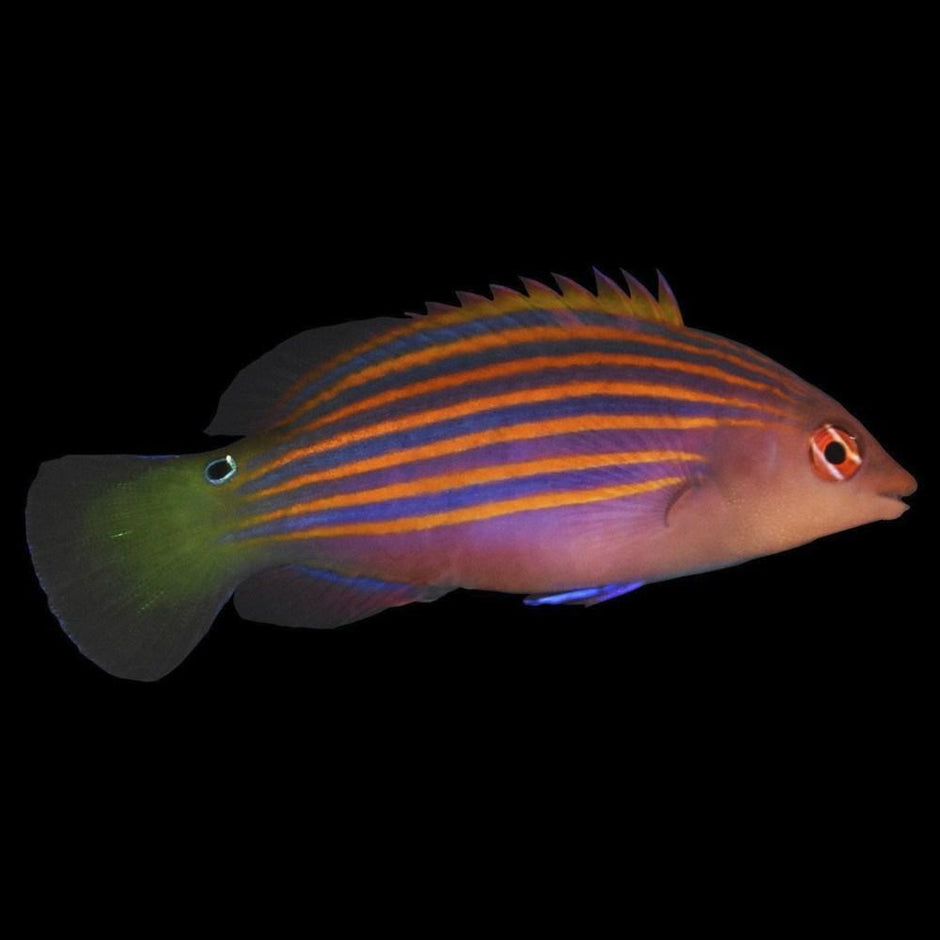 Wrasse – Candy Corals