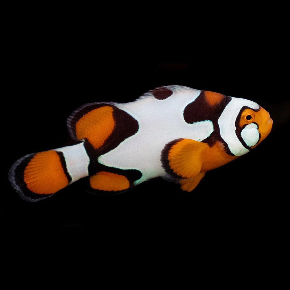 Clownfish – Candy Corals